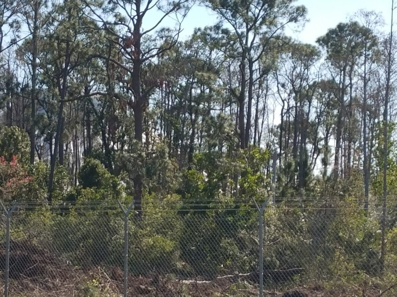Photos: Disney is Clearing Trees to Begin Tron Construction | Chip and ...