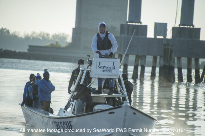 SeaWorld Rescue Team Partners to Rescue Manatee | Chip and Company