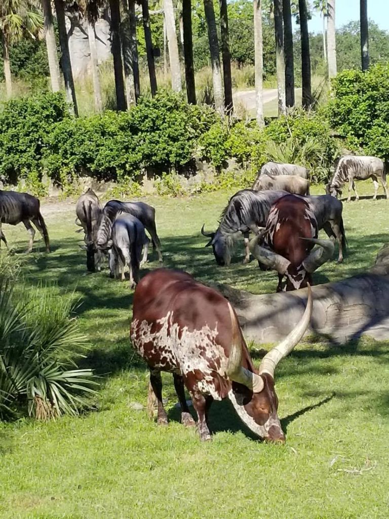 Disney Now App Bringing the Animal Kingdom Animals into Your Home ...