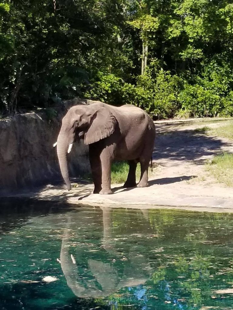 Disney Now App Bringing the Animal Kingdom Animals into Your Home ...