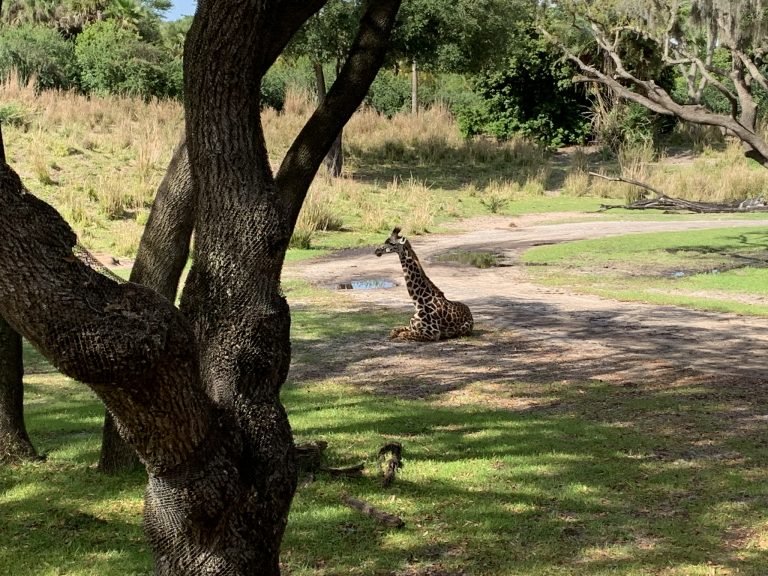 Disney's Animal Care Team Earns Prestigious AZA Accreditation | Chip ...