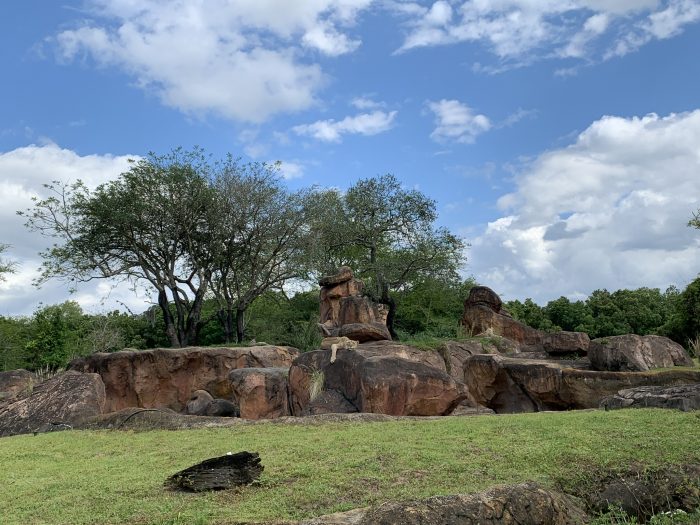 Disney's Animal Care Team Earns Prestigious AZA Accreditation | Chip ...