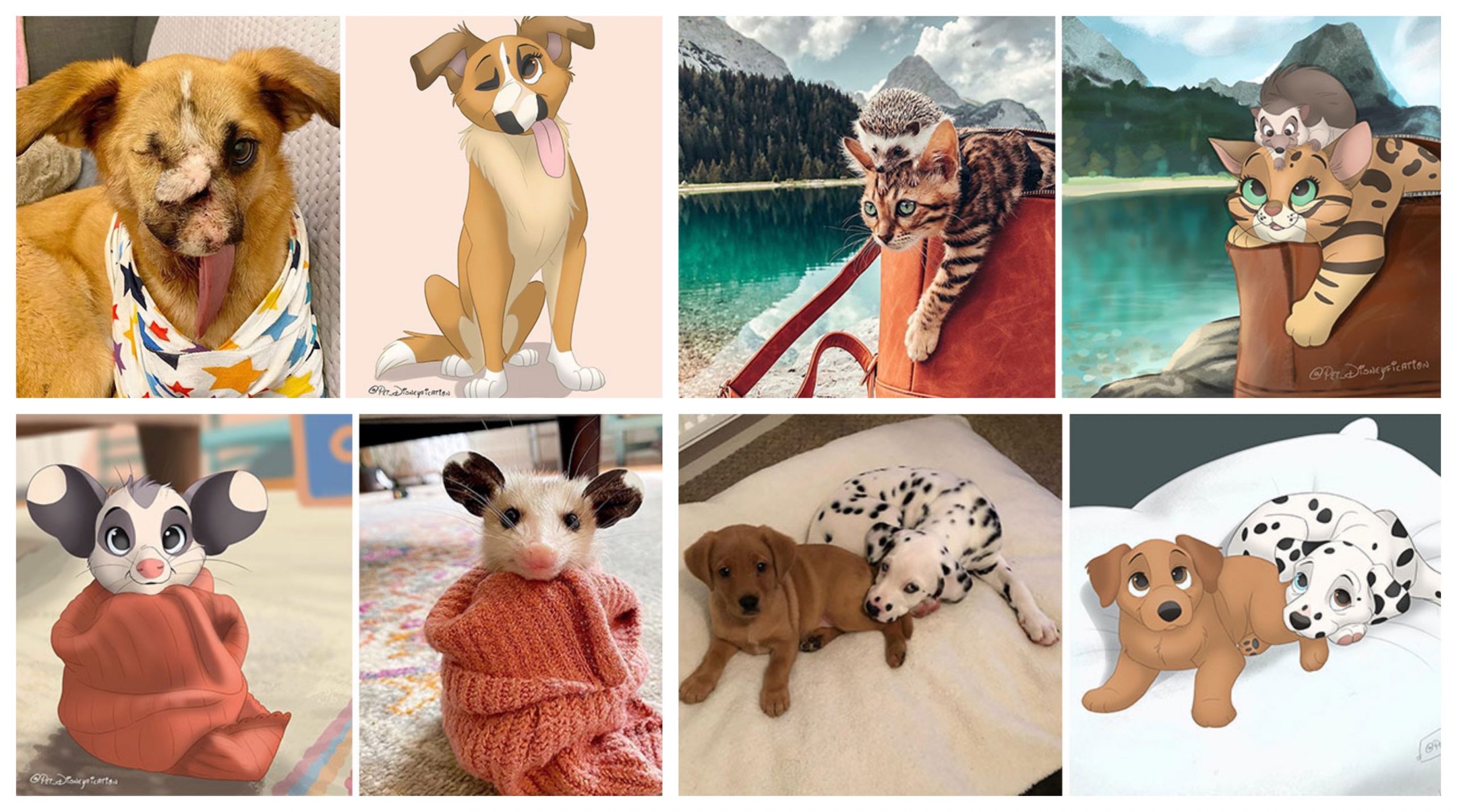 Artist Turns Pet Photos into Adorable Disney Animated Animals | Chip ...