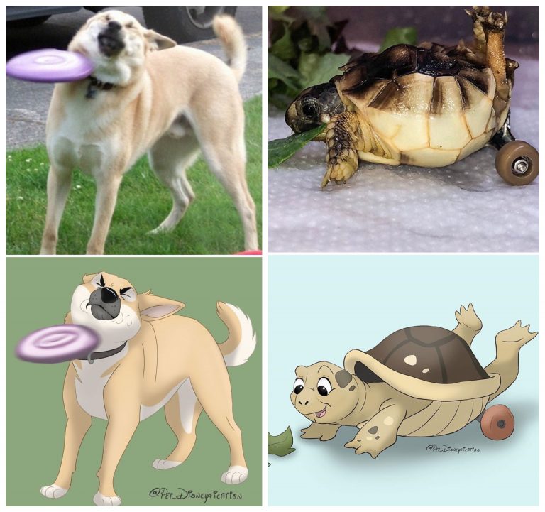 Artist Turns Pet Photos into Adorable Disney Animated Animals | Chip ...