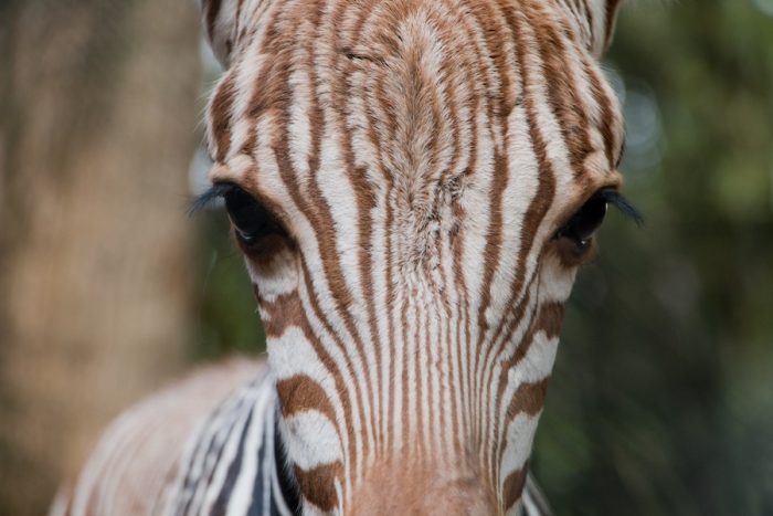 Meet The Zebra Foal Born At Disney's Animal Kingdom Lodge | Chip and ...