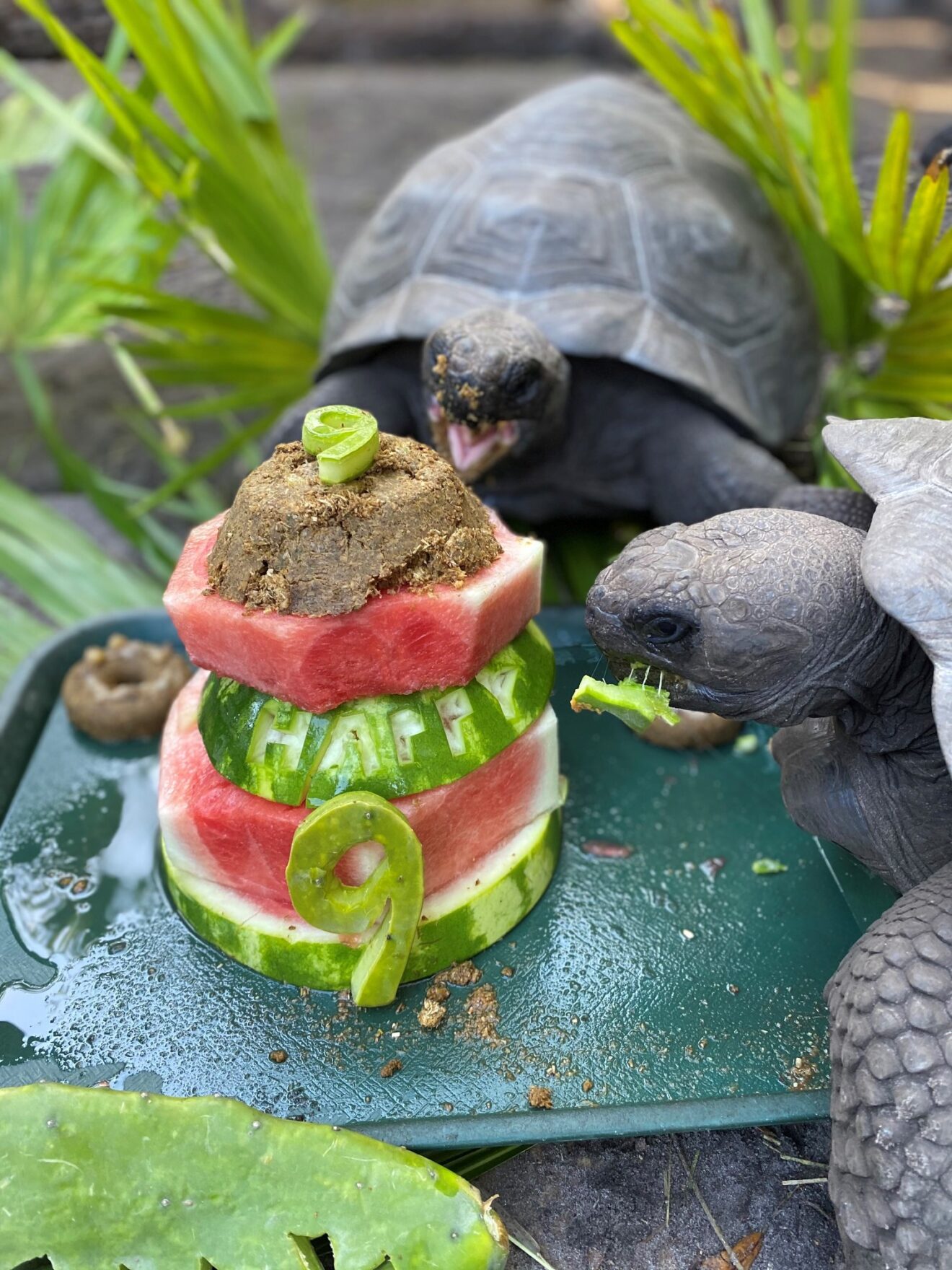Disney's Animal Keepers throw birthday part for their Galapagos ...