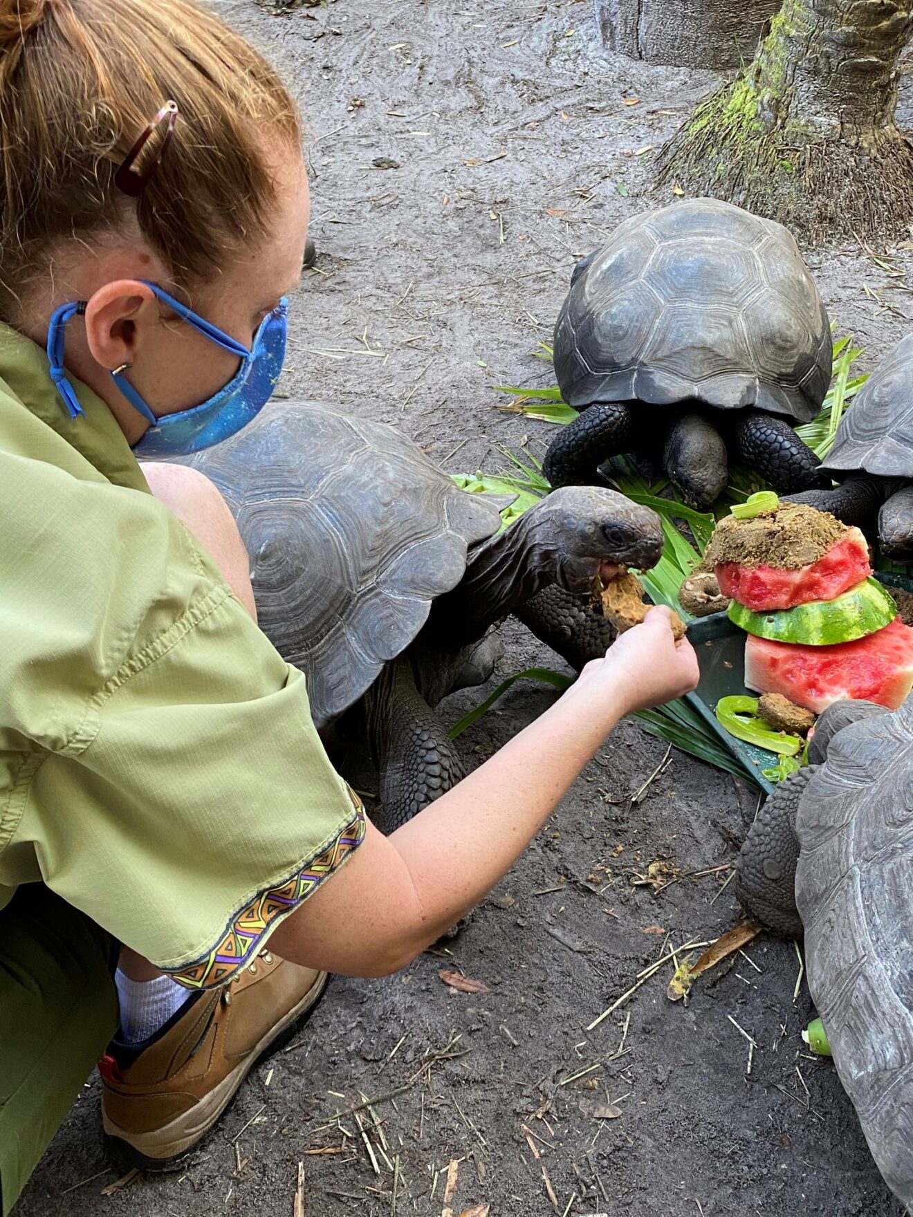 Disney's Animal Keepers throw birthday part for their Galapagos ...