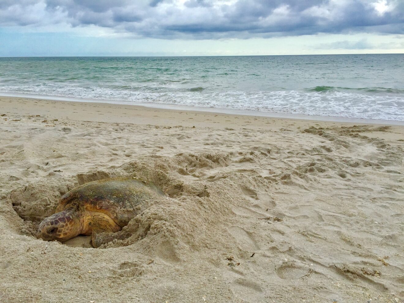 Disney Releases 4 Rehabilitated Green Sea Turtles in Vero Beach After ...