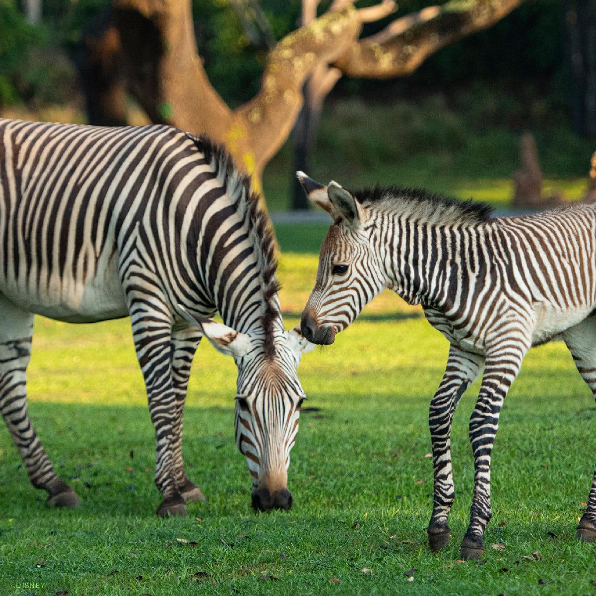 Making his savanna debut meet Dash the newest baby Zebra | Chip and Company