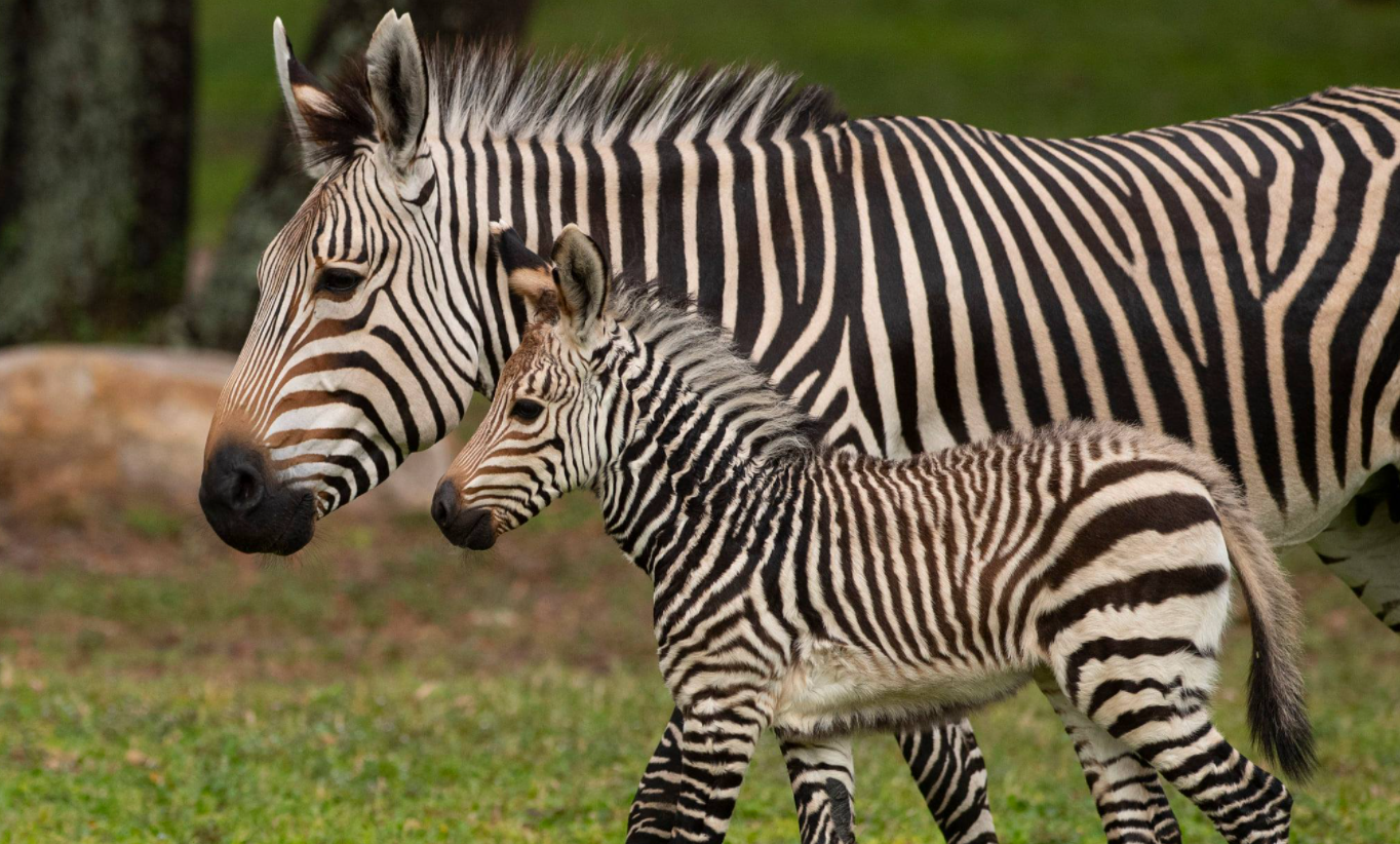 Baby Zebra