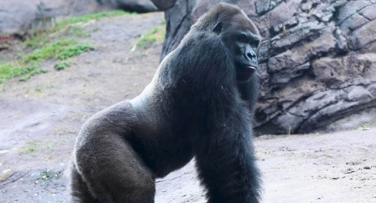 Disney Silverback Gorilla Continues to Capture Hearts and Contribute to ...