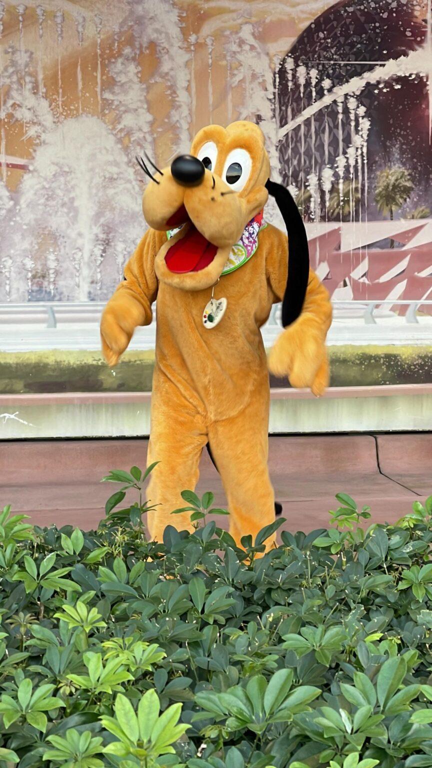 Pluto Gets a New Artsy Collar for Festival of the Arts | Chip and Company