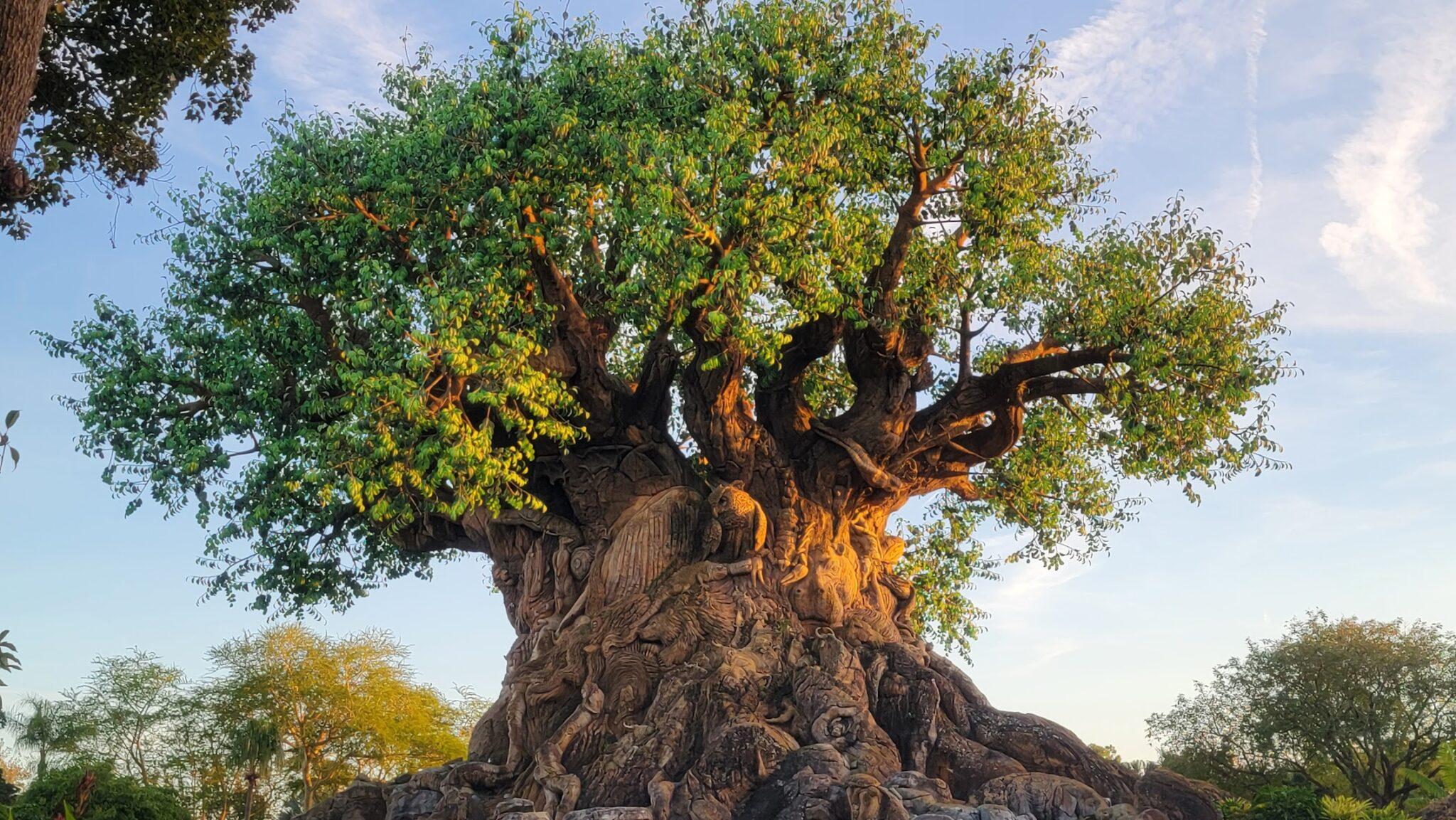 Annie the anteater celebrates her 20th Birthday at Disney's Animal ...