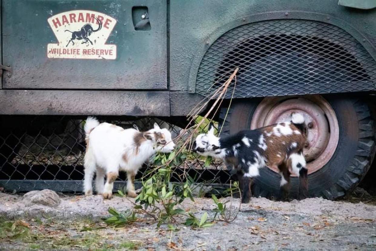 New baby Nigerian Goats join the herd at Disney's Animal Kingdom | Chip ...