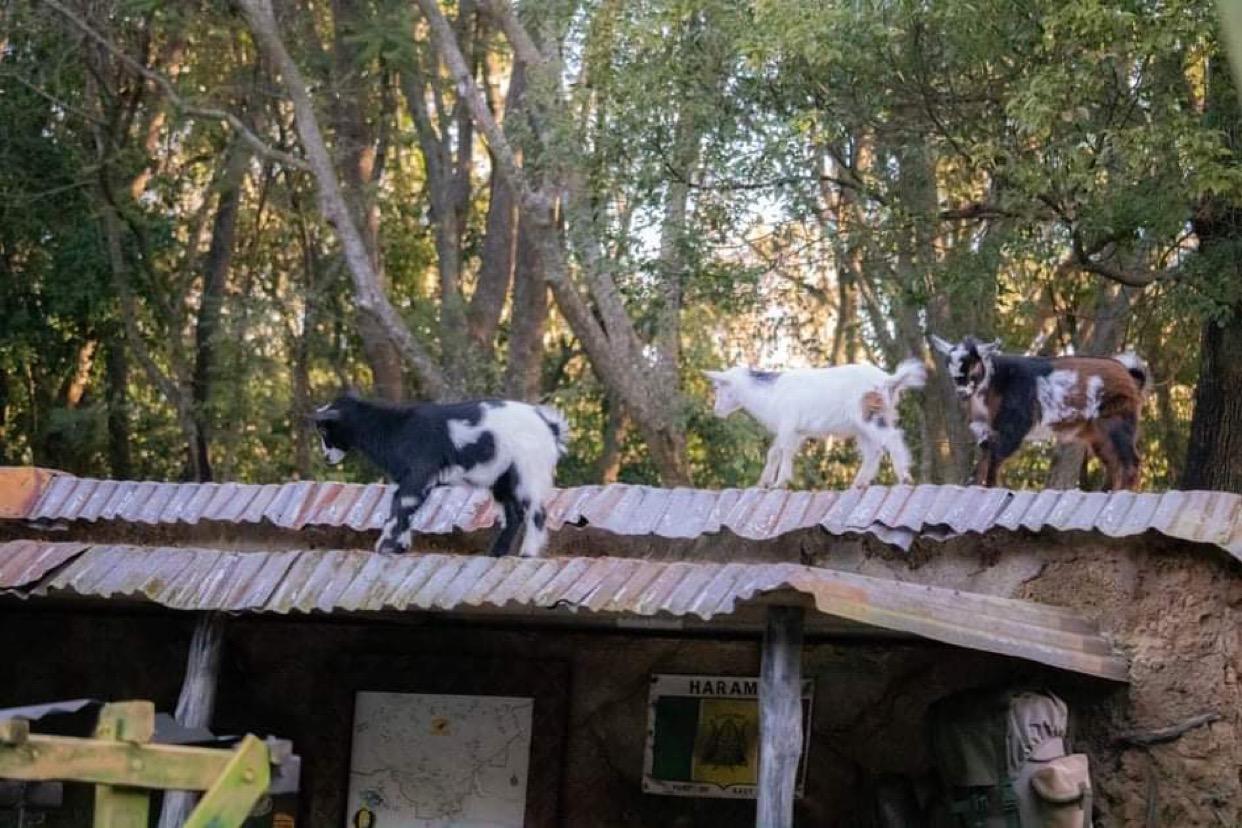 New baby Nigerian Goats join the herd at Disney's Animal Kingdom | Chip ...