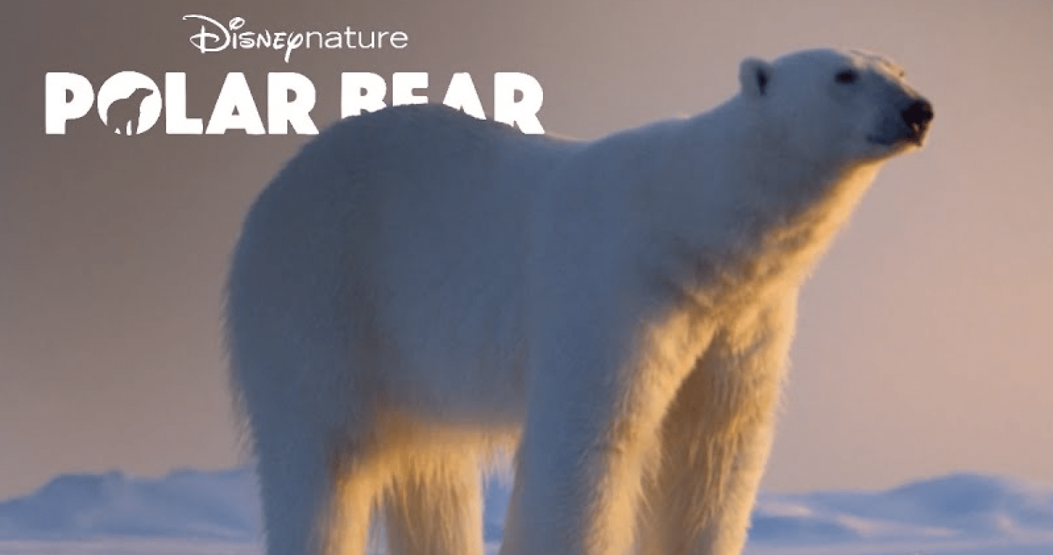 Disneynature's 'Polar Bear' Film is Coming to Disney+ on Earth Day ...