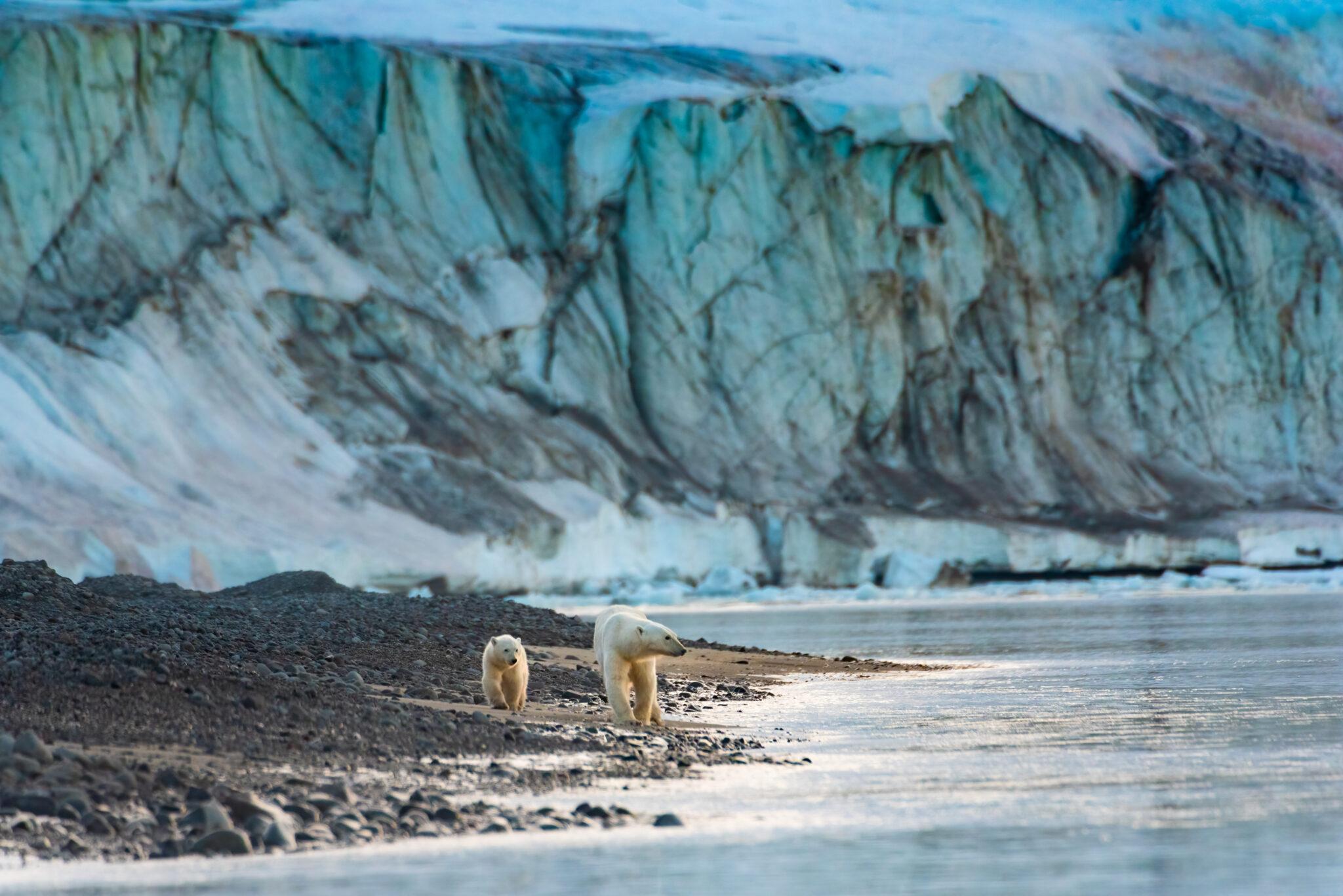 Spoiler-Free Review of Disneynature's 'Polar Bear' | Chip and Company
