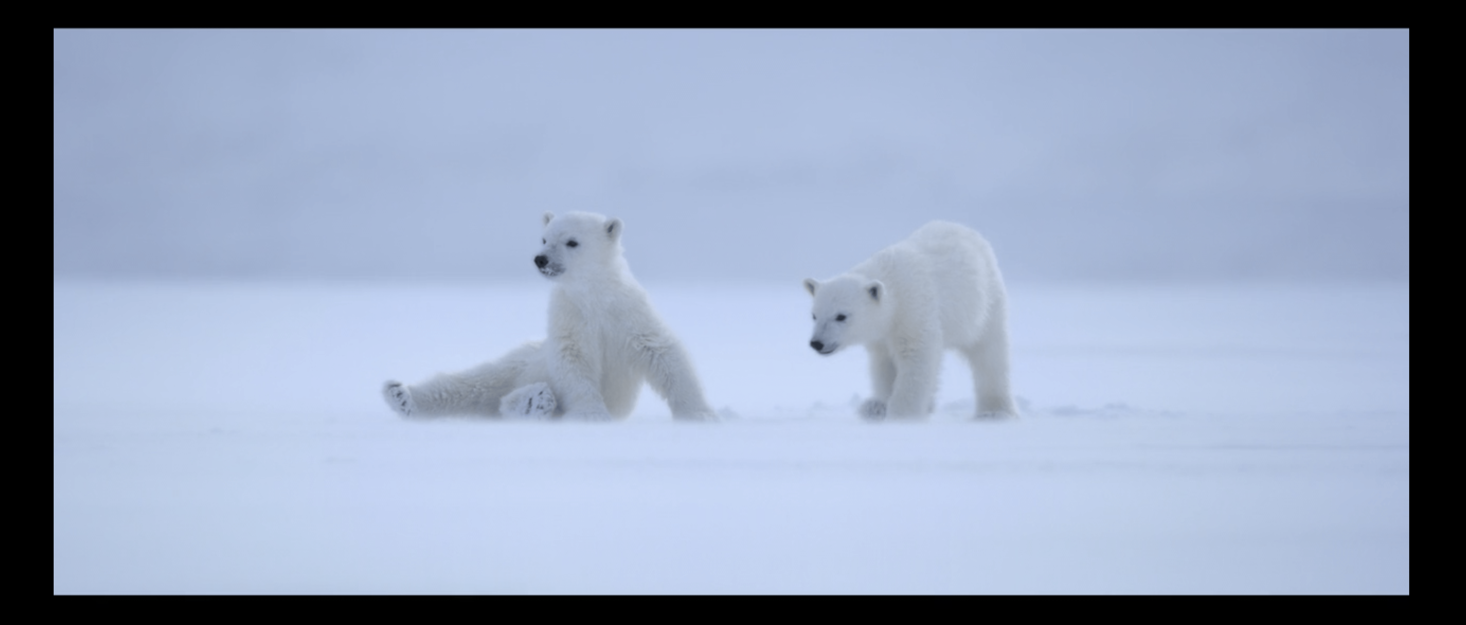 Spoiler-Free Review of Disneynature's 'Polar Bear' | Chip and Company
