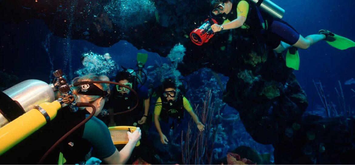 EPCOT Seas Adventures – DiveQuest & Dolphins in Depth returning in ...