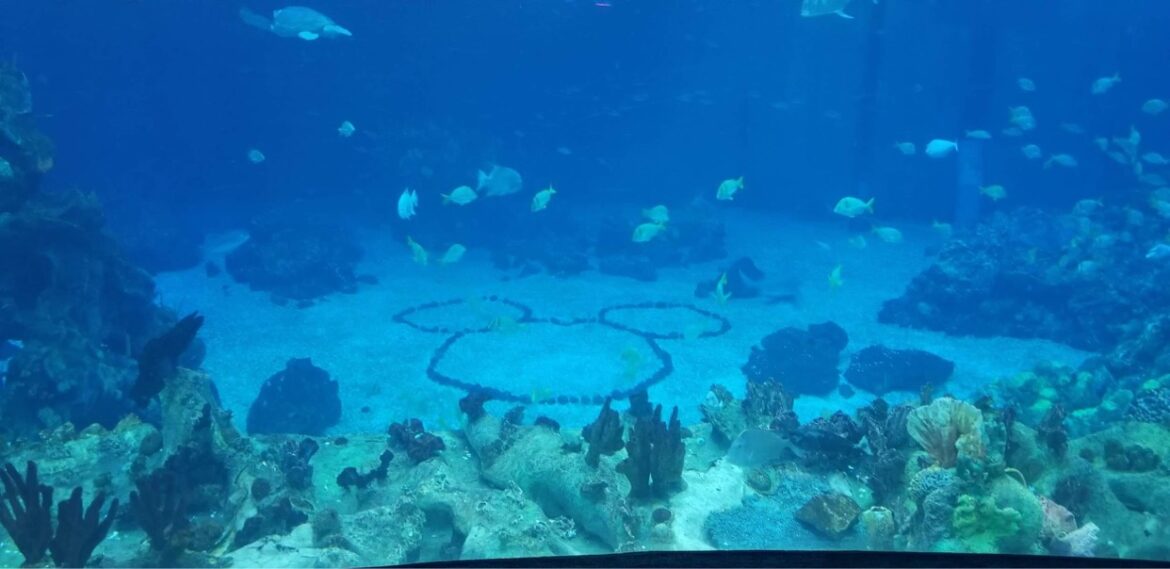 EPCOT Seas Adventures – DiveQuest & Dolphins in Depth returning in ...