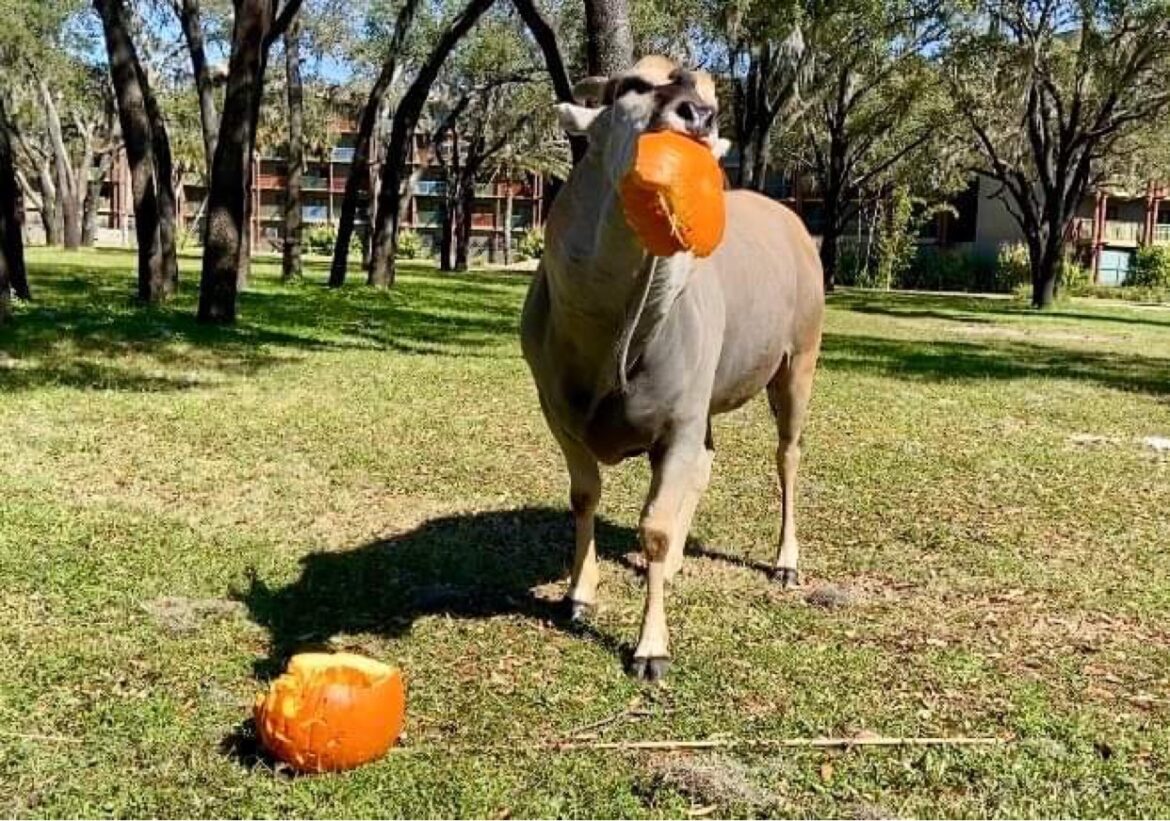 Disney Animals have some Spook-tacular Pumpkin Fun | Chip and Company