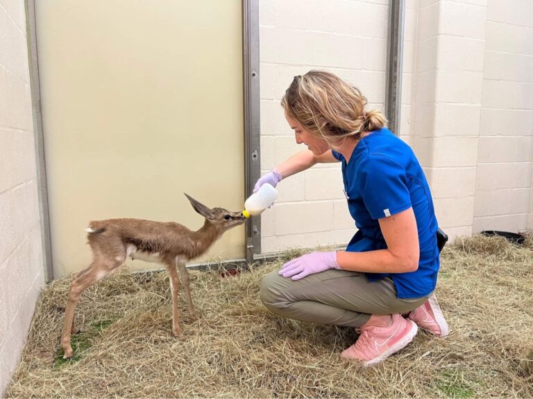 New Baby Springbok born at Disney's Animal Kingdom | Chip and Company