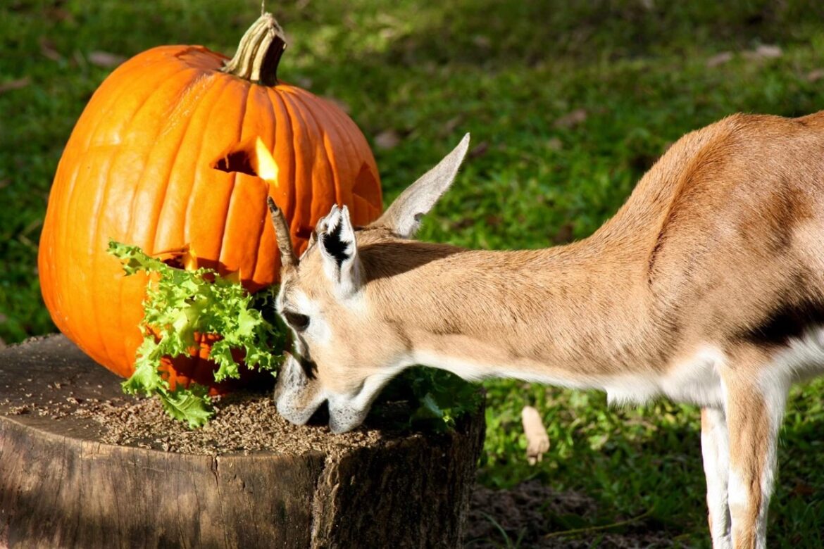 Disney Animals have some Spook-tacular Pumpkin Fun | Chip and Company