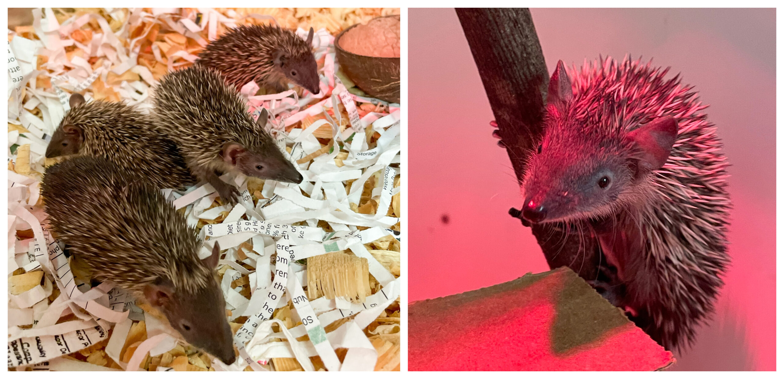 New Baby Hedgehogs born at Disney’s Animal Kingdom | Chip and Company