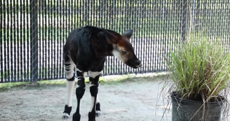 New Baby Okapi Born at Disney’s Animal Kingdom Lodge | Chip and Company