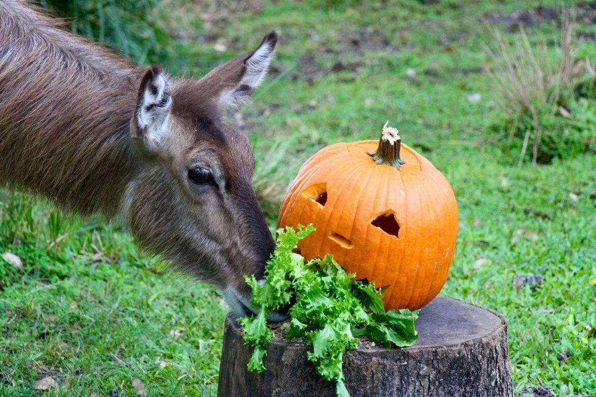 Disney Animals have some Spook-tacular Pumpkin Fun | Chip and Company