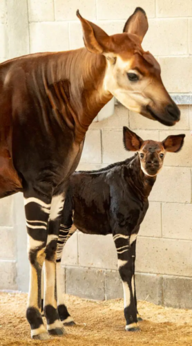 New Baby Okapi Born at Disney’s Animal Kingdom Lodge | Chip and Company