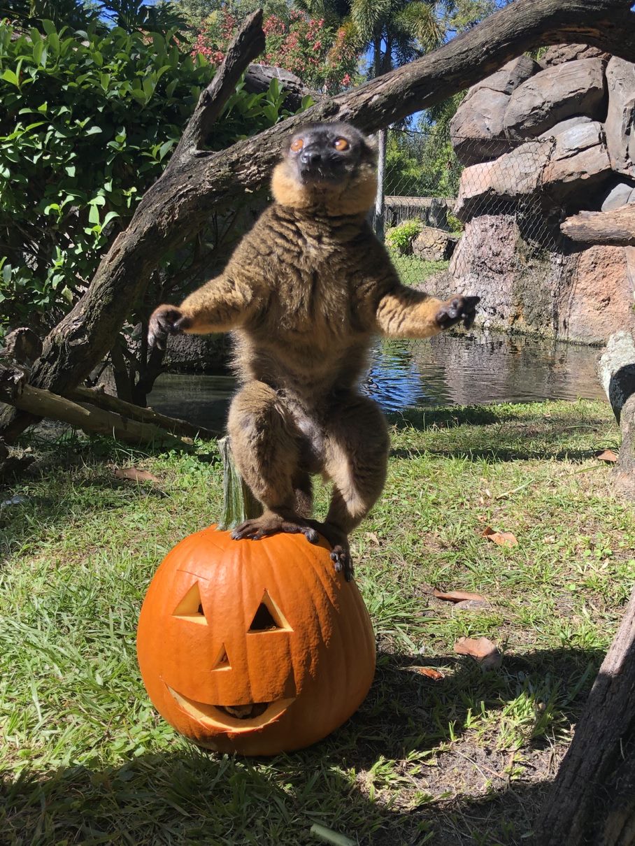 Animals at Disney's Animal Kingdom Celebrate Halloween | Chip and Company