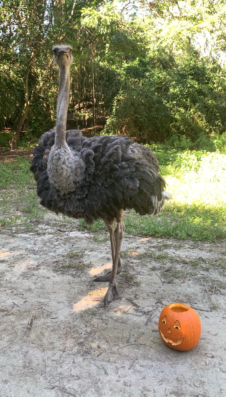 Animals at Disney's Animal Kingdom Celebrate Halloween | Chip and Company