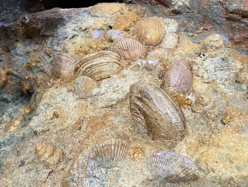 Disney Shares Closer look at the details coming to Moana Journey of ...