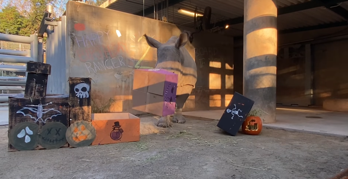 Baby White Rhino Ranger Celebrates his 2nd Birthday at Disney's Animal ...