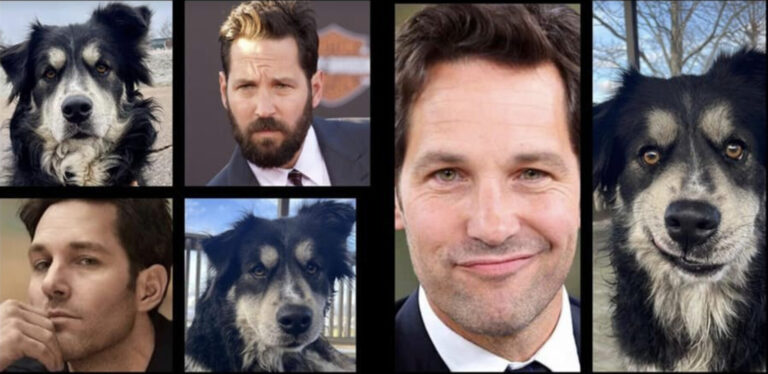 Animal Shelter Calls on Paul Rudd to Adopt Look-alike Dog | Chip and ...