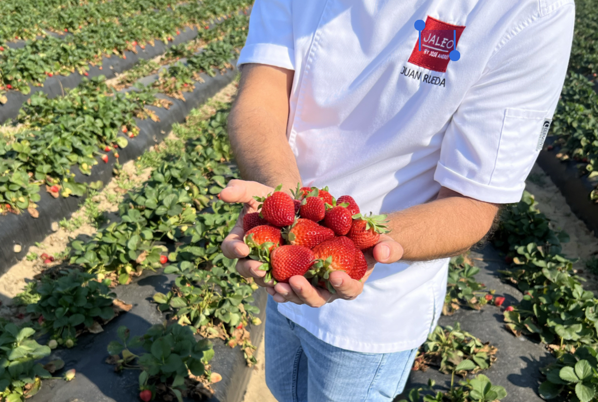 Jaleo Disney Springs Serves a NEW Sweet and Savory Strawberry Menu ...