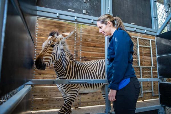 Disney’s Female Veterinarians Take Lead Role Caring for Creatures Great ...