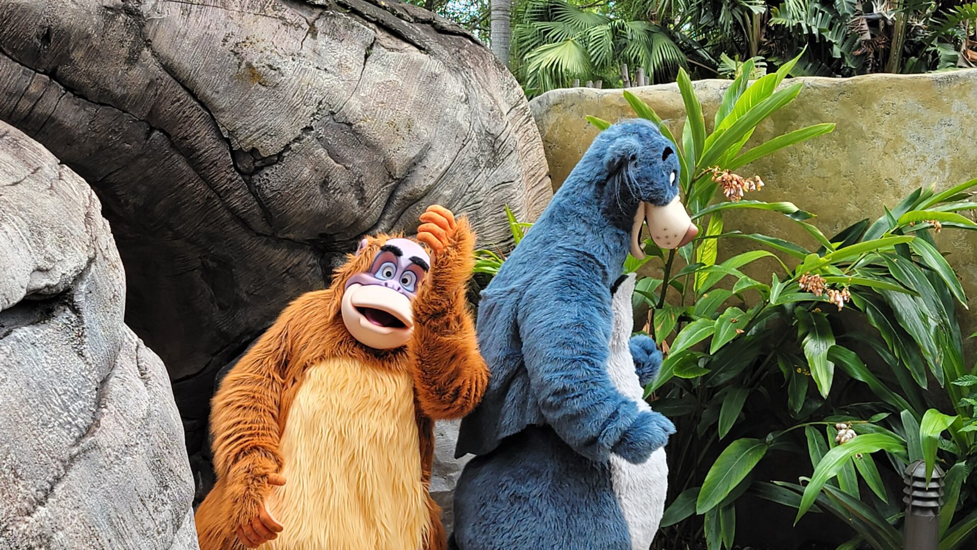 Jungle Book Baloo and King Louis Meet & Greet at Disney's Animal ...
