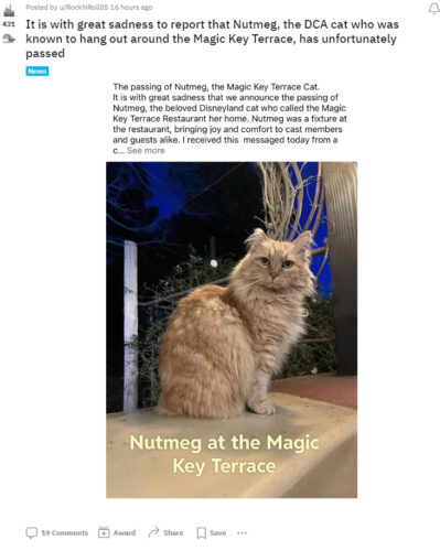 The Magic Key Terrace Cat 'Nutmeg' has Passed Away at Disney's ...