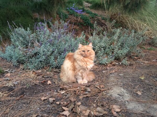 The Magic Key Terrace Cat 'Nutmeg' has Passed Away at Disney's ...