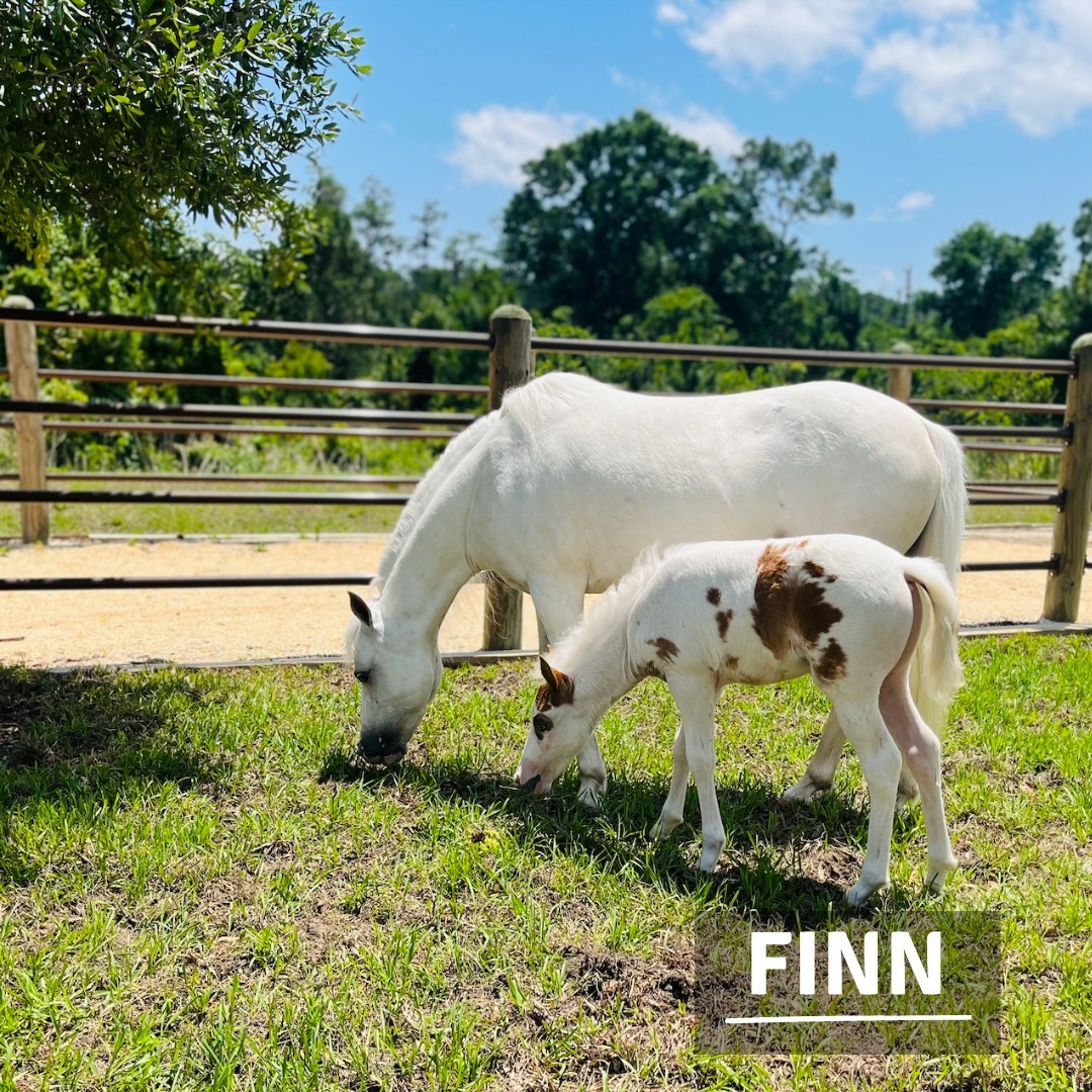 Two New Foals Born at Tri-Circle-D Ranch at Walt Disney World | Chip ...