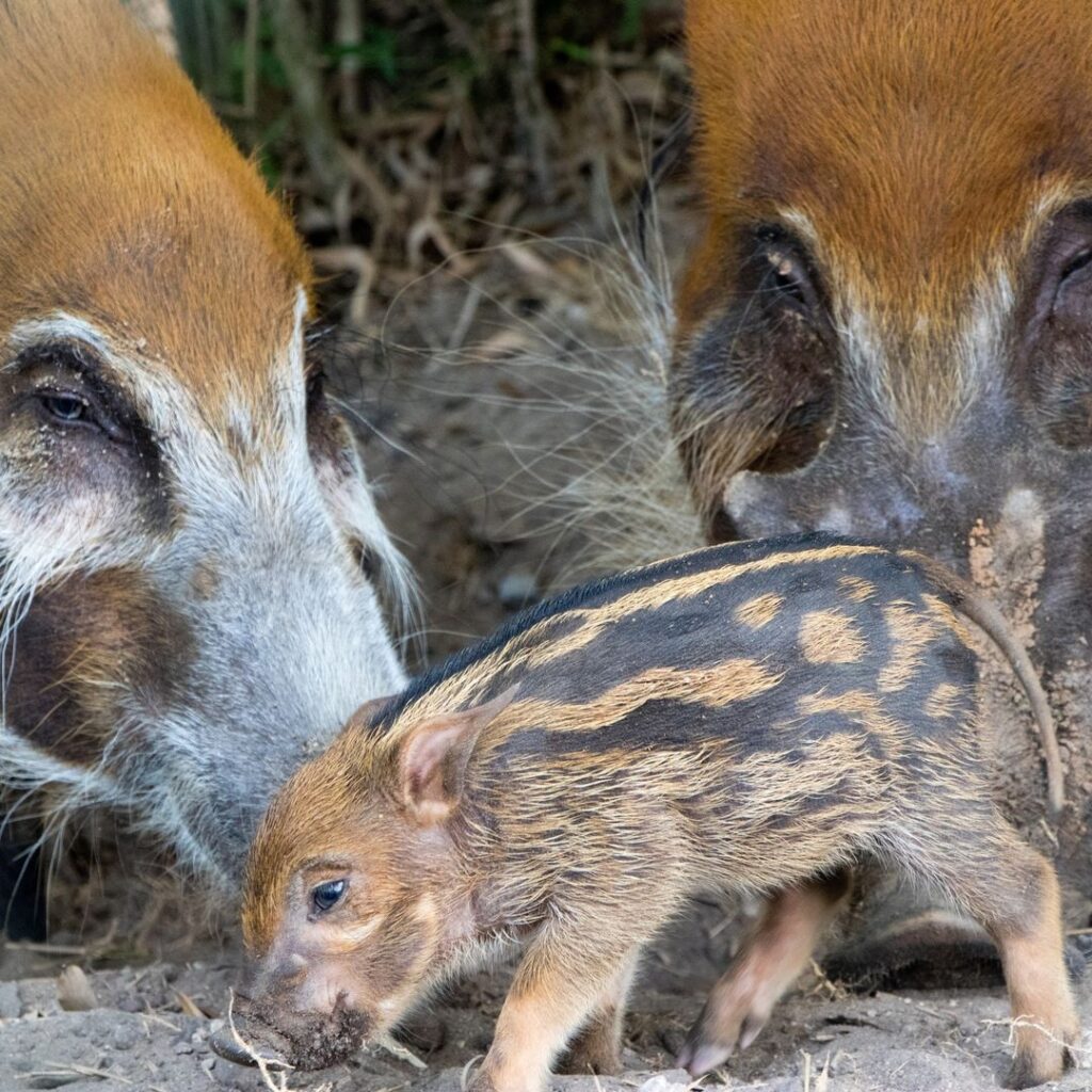 Disney's Animal Kingdom Lodge Celebrates the Arrival of an Adorable ...