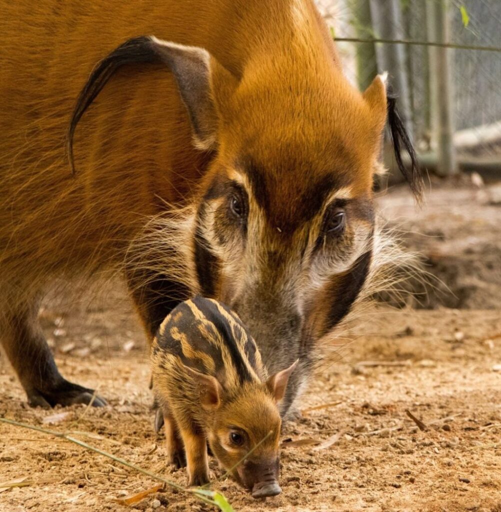 Disney's Animal Kingdom Lodge Celebrates the Arrival of an Adorable ...
