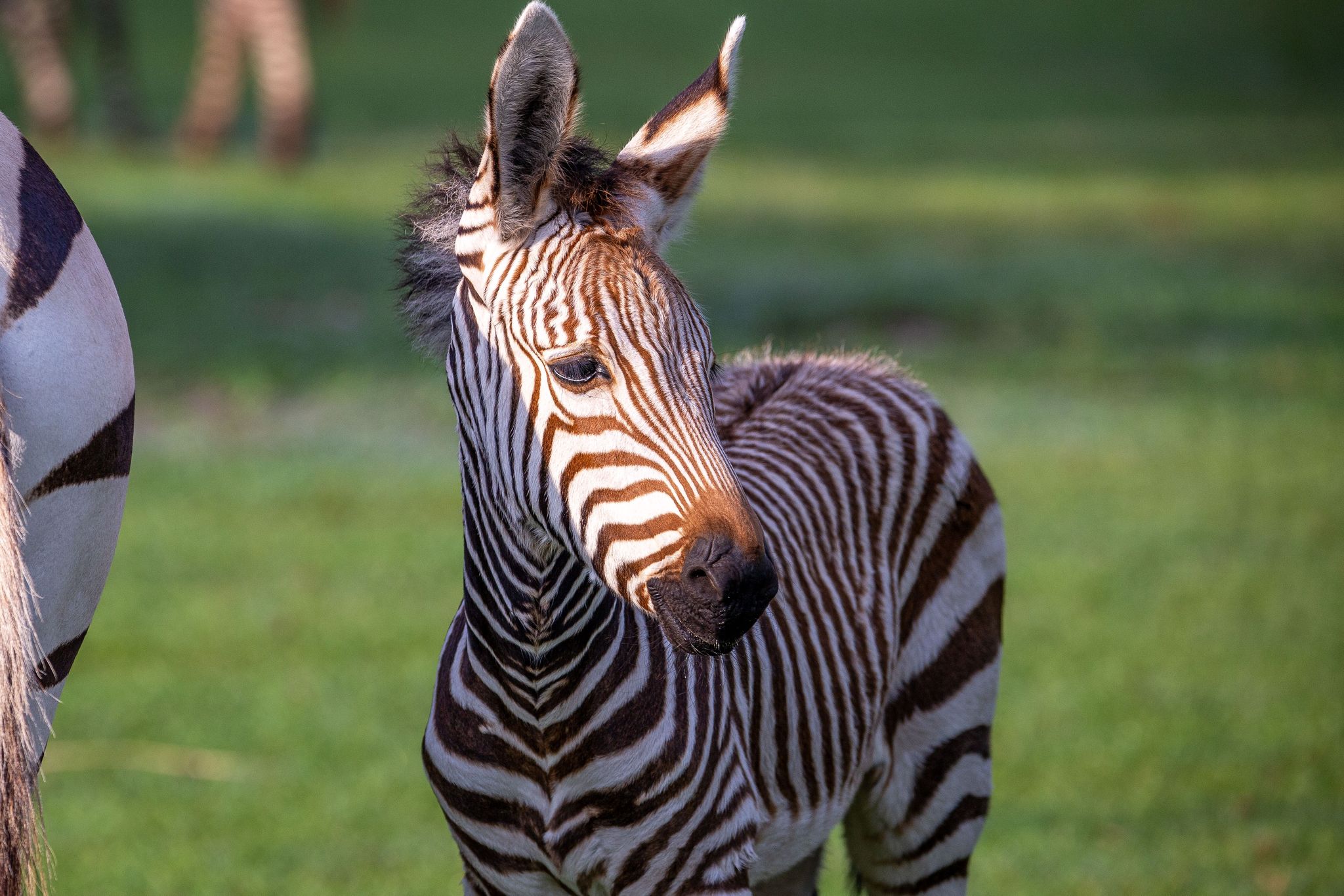 Newborn Zebra Foals Make Savanna Debut at Disney’s Animal Kingdom ...