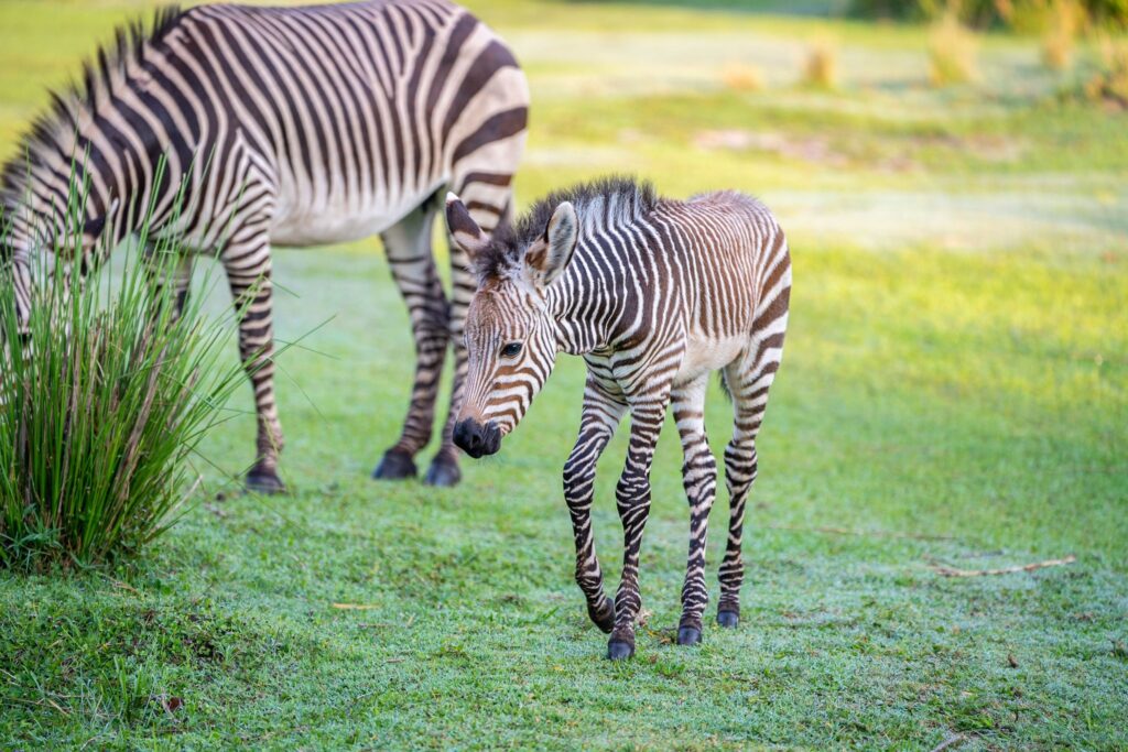 Newborn Zebra Foals Make Savanna Debut at Disney’s Animal Kingdom ...