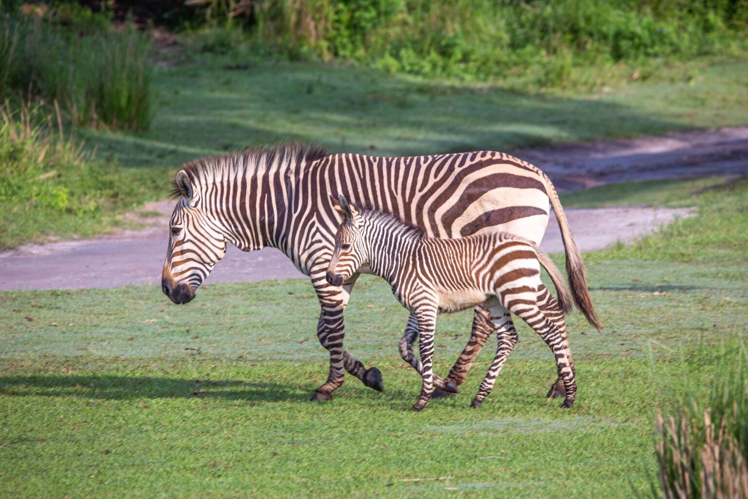 Newborn Zebra Foals Make Savanna Debut at Disney’s Animal Kingdom | Chip and Company
