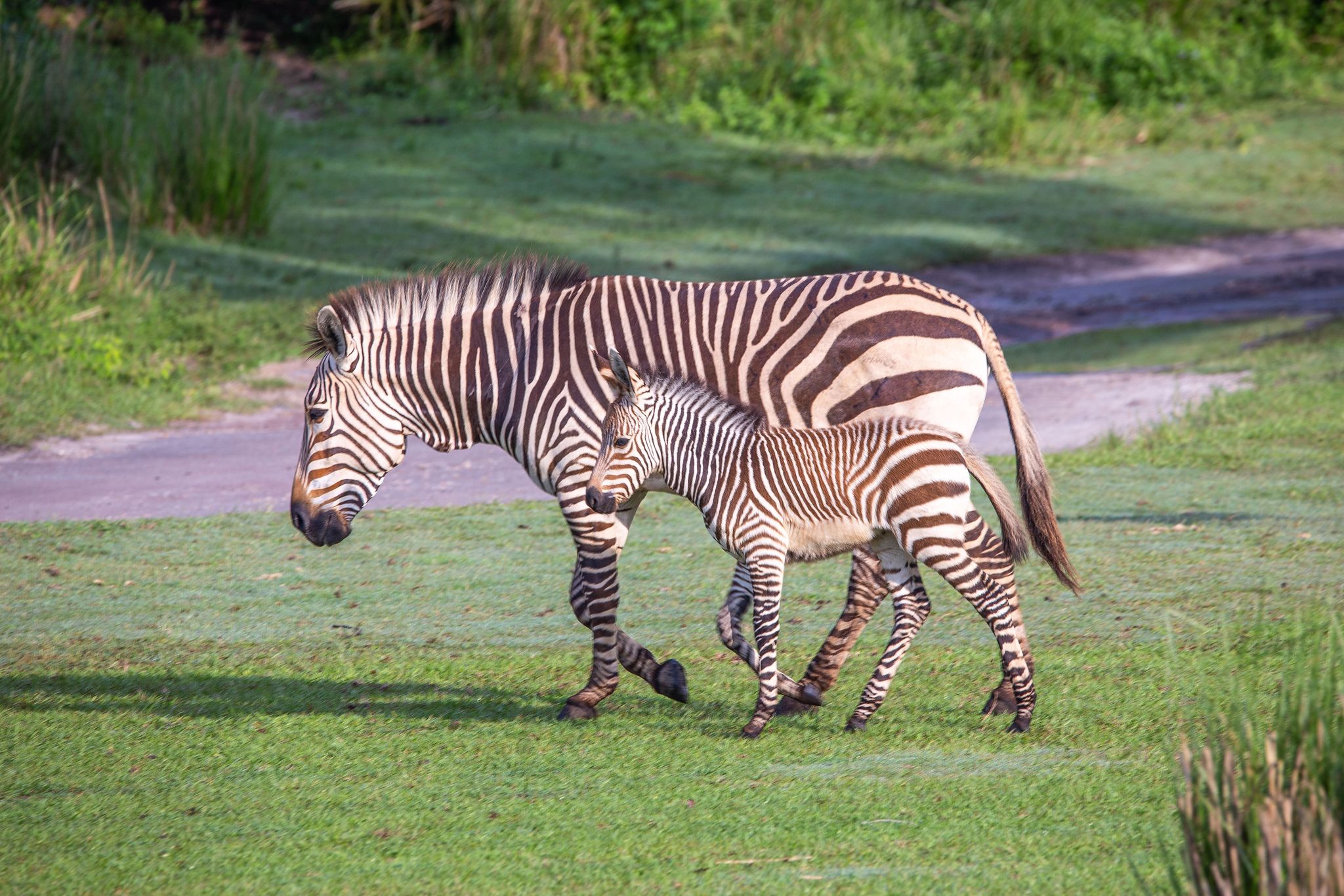 Newborn Zebra Foals Make Savanna Debut at Disney’s Animal Kingdom ...