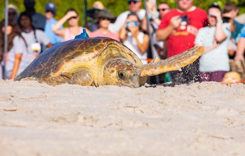 Tour de Turtles: A Celebration of Sea Turtles and Science at Disney's ...
