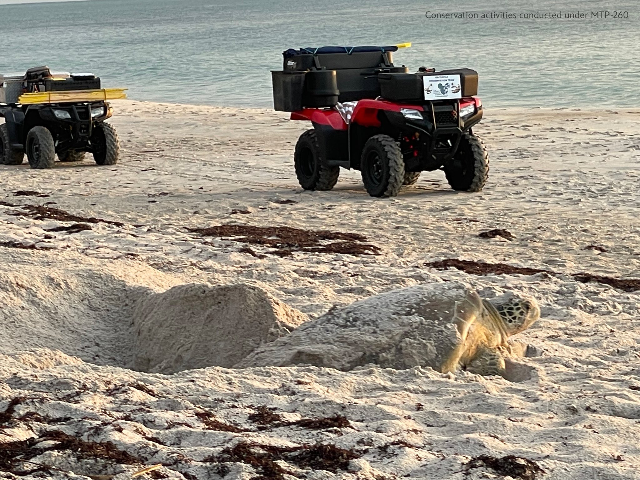 Disney Sea Turtle Conservation Team Sees Increase in Turtle Nests for ...
